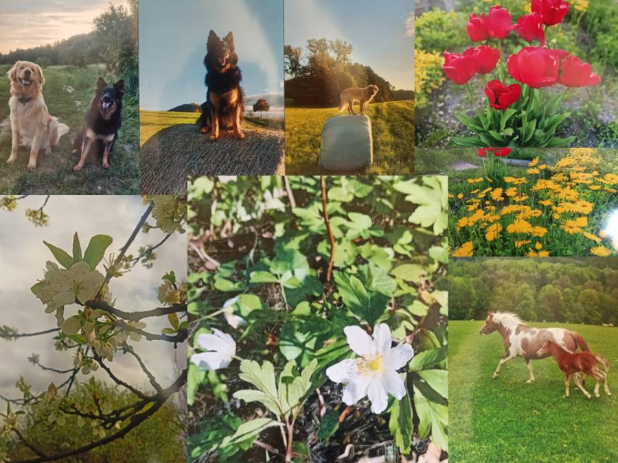 School Press Club - school newspaper easily and quickly